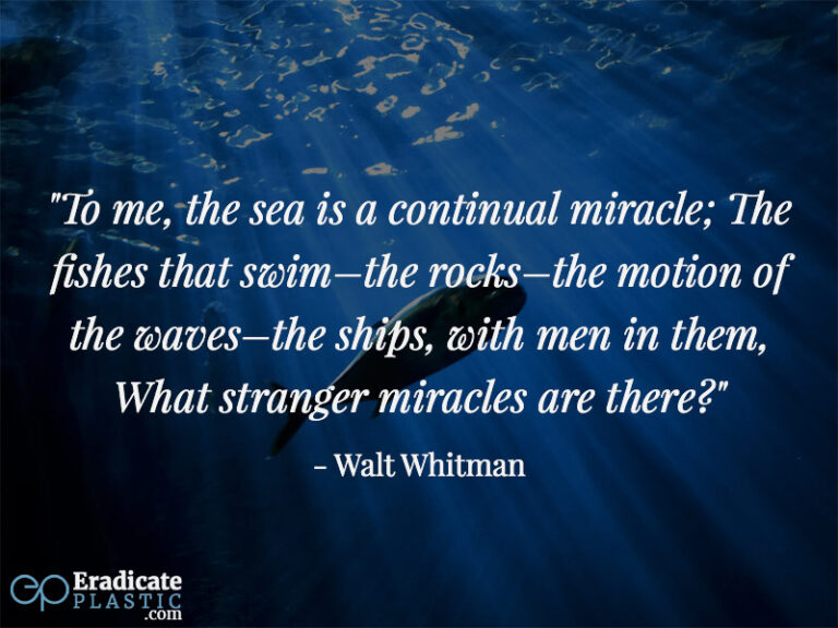 25 inspiring quotes about the ocean - Eradicate Plastic